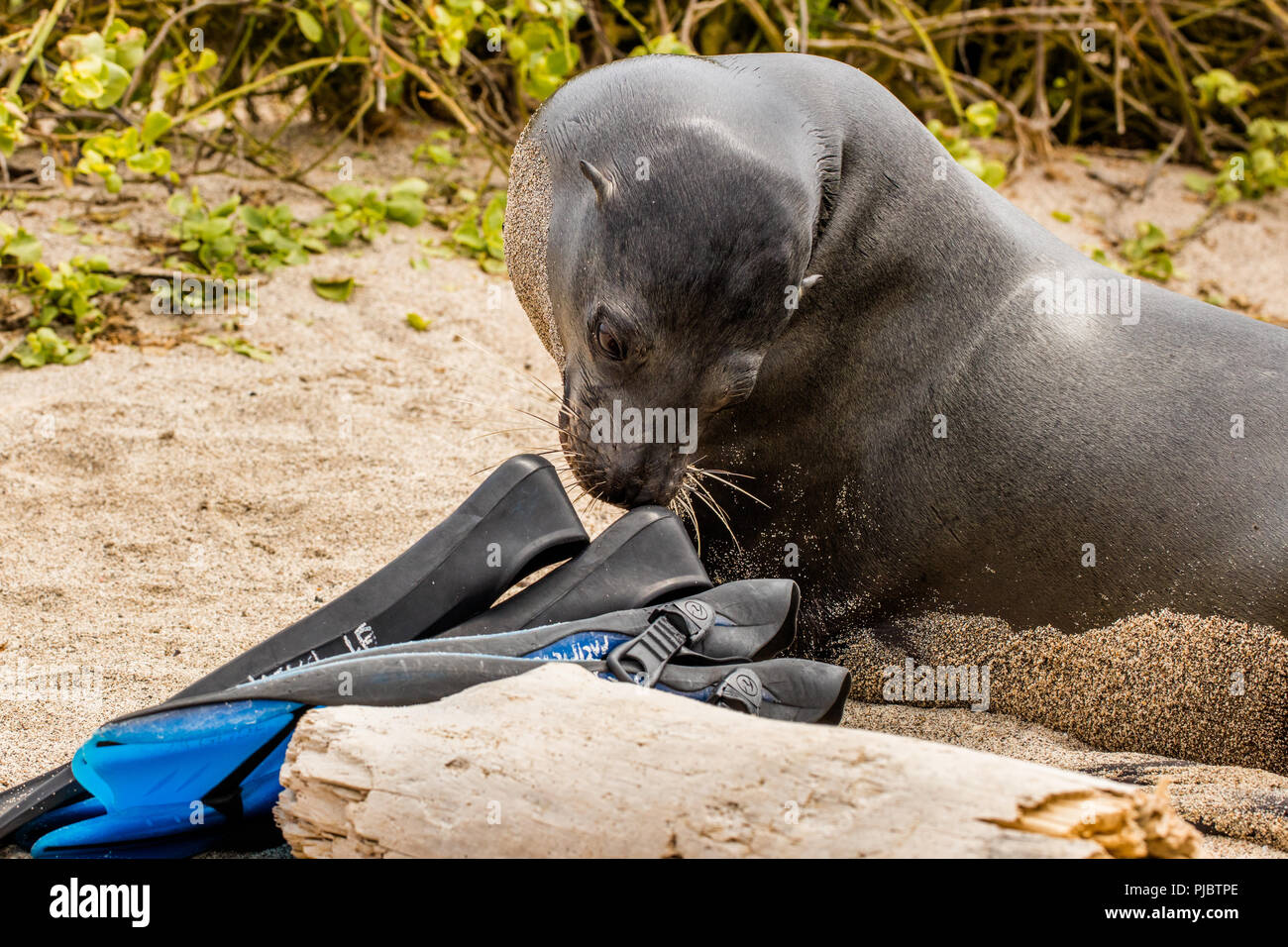 Curious Galapagos Sea Lion inspecting snorkeling flippers Stock Photo ...
