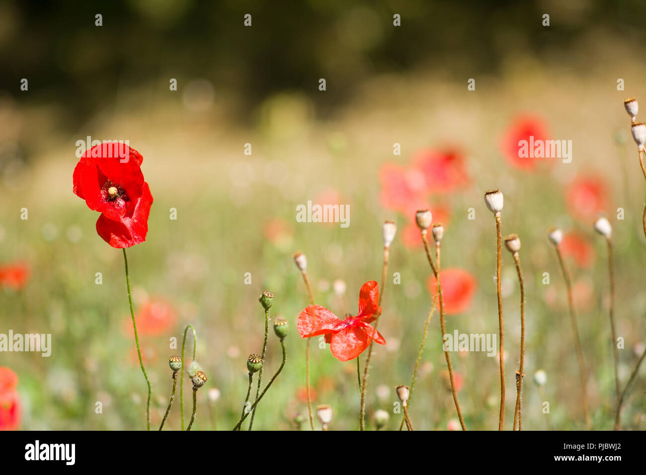 Poppy evening hi-res stock photography and images - Alamy