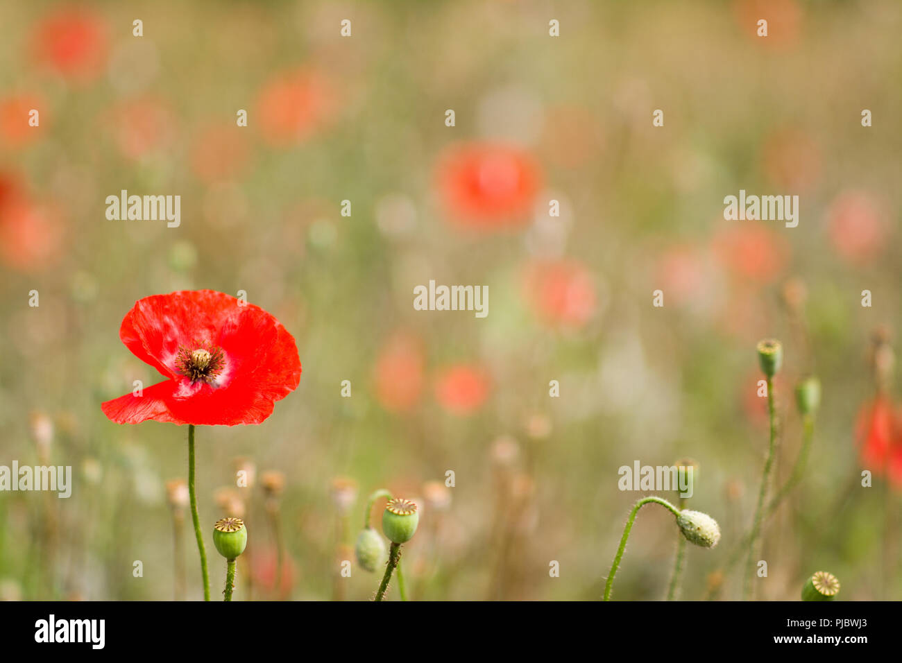 English poppies hi-res stock photography and images - Alamy