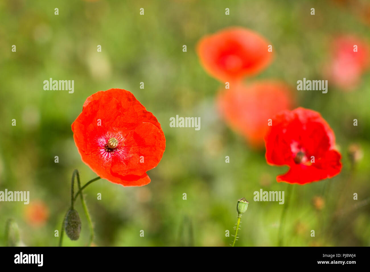English poppies hi-res stock photography and images - Alamy