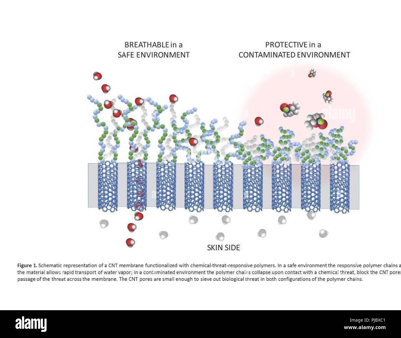 Synbio Cut Out Stock Images & Pictures - Alamy