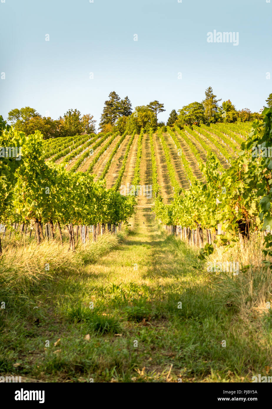 Scenic view on Vineyard rows on a hill in late summer Stock Photo - Alamy