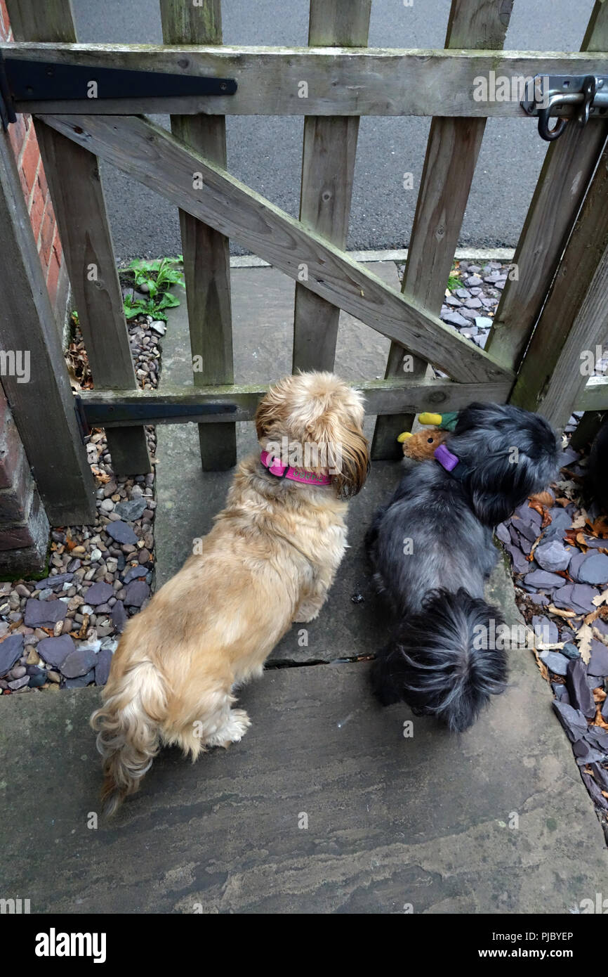 Dog Waiting Gate High Resolution Stock Photography and Images - Alamy