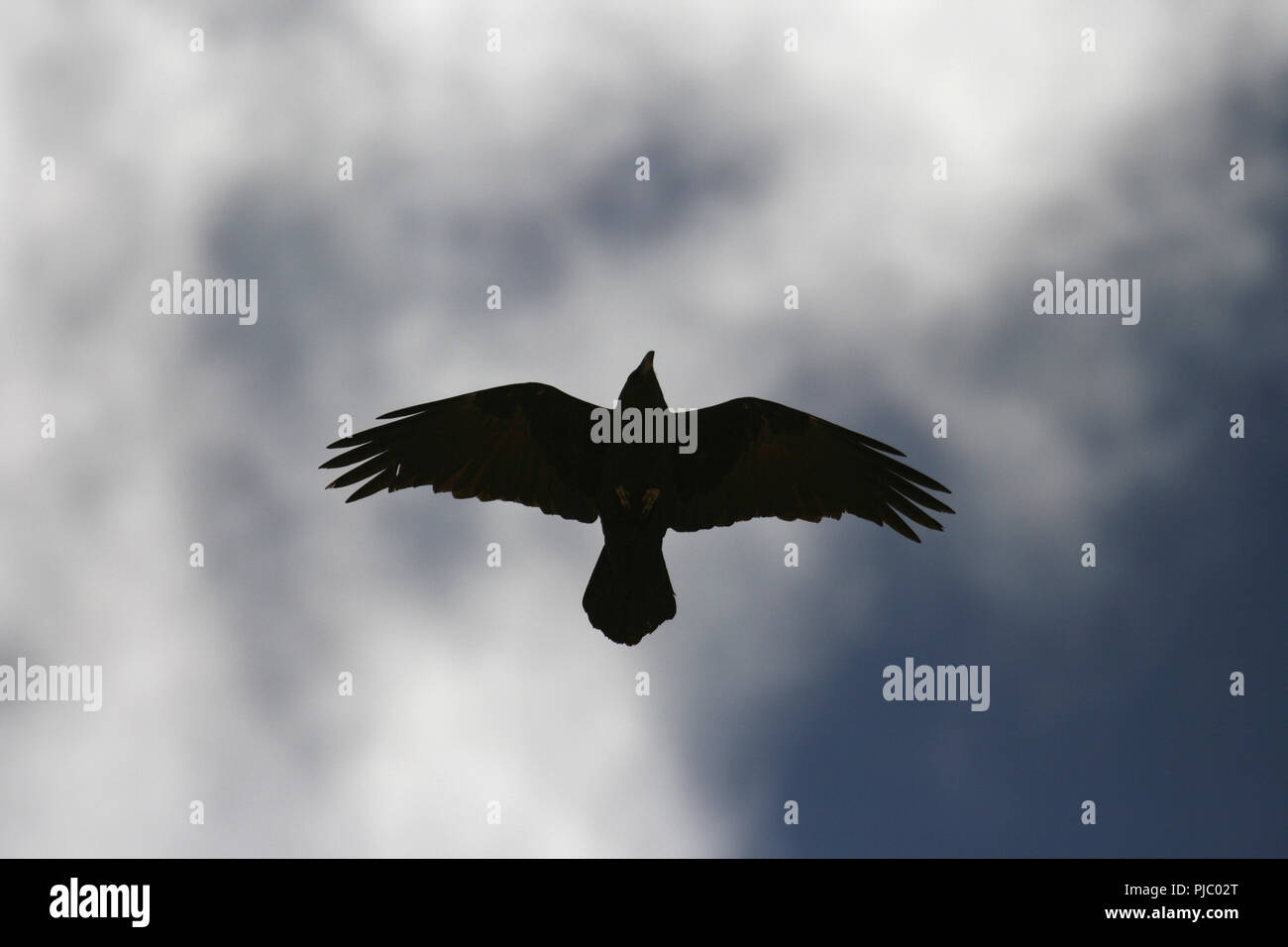 Common Raven, Corvus corax Stock Photo - Alamy
