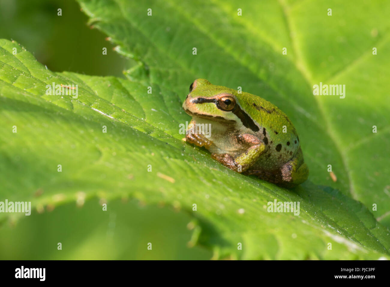 Pacific treefrog at Frog Marsh, Ankeny National Wildlife Refuge, Oregon ...