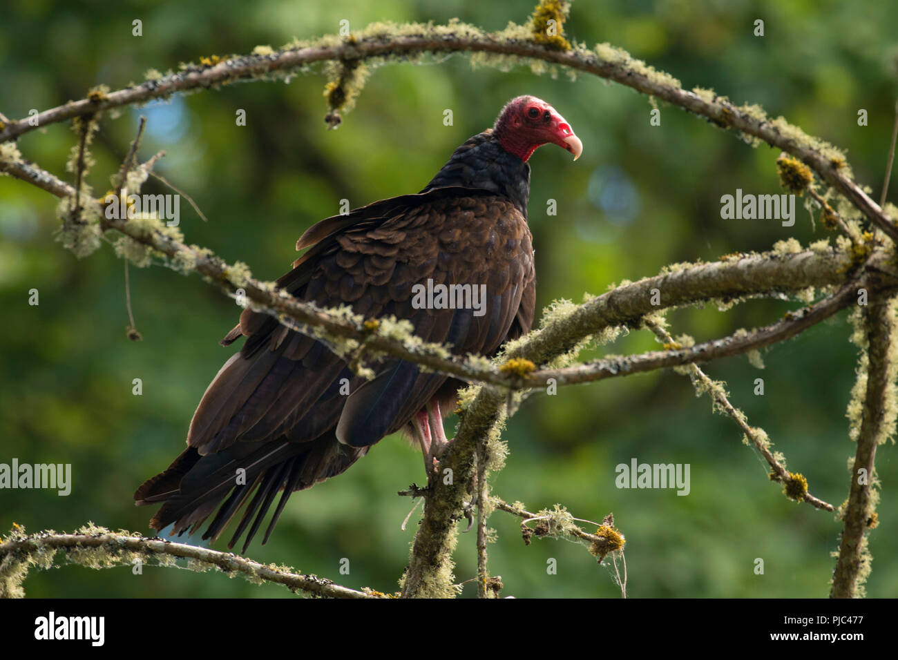 Turkey vulture, Luckiamute Landing State Park, Oregon Stock Photo - Alamy