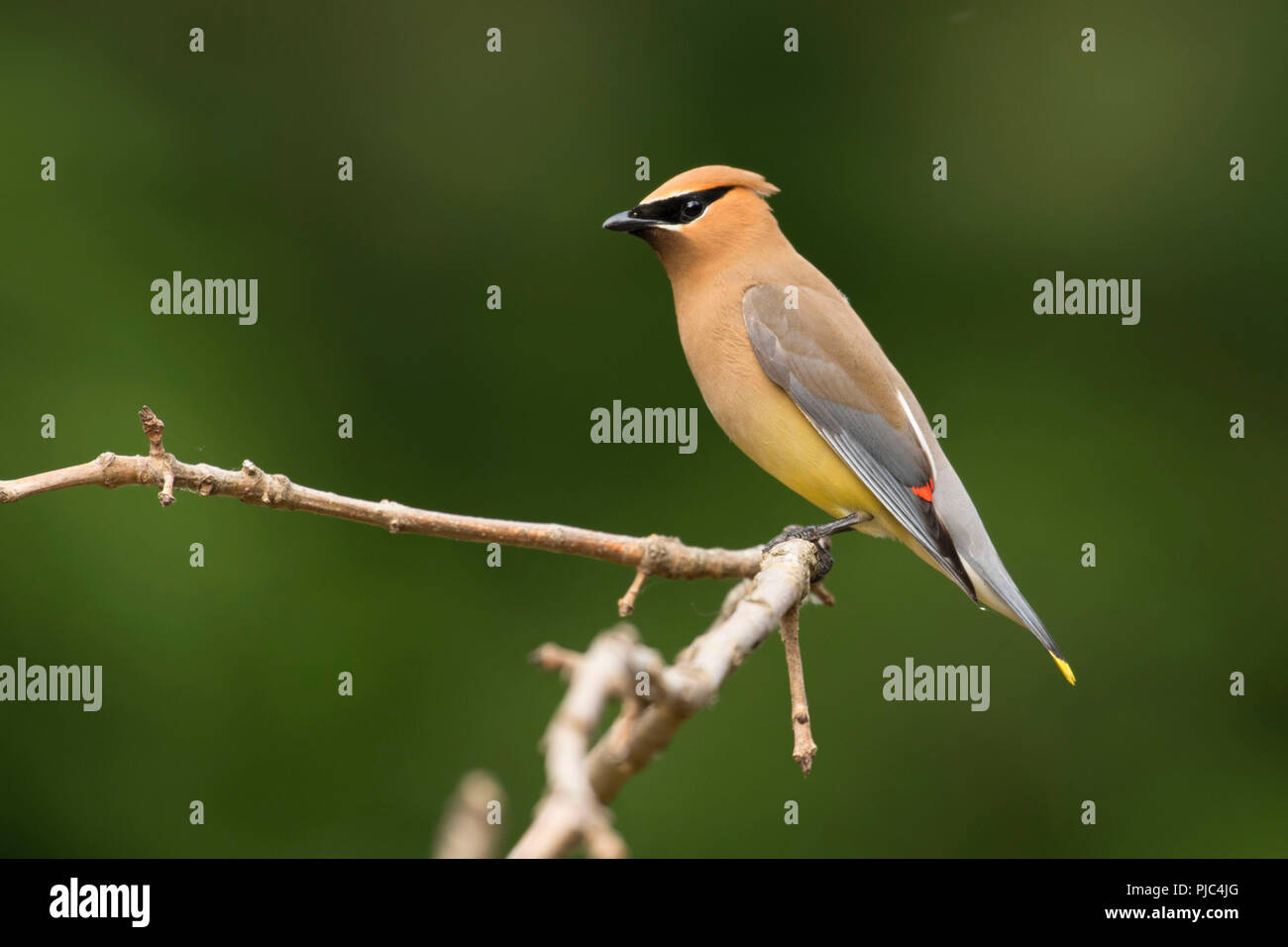 Cedar waxwing (Bombycilla cedrorum), Luckiamute Landing State Park ...