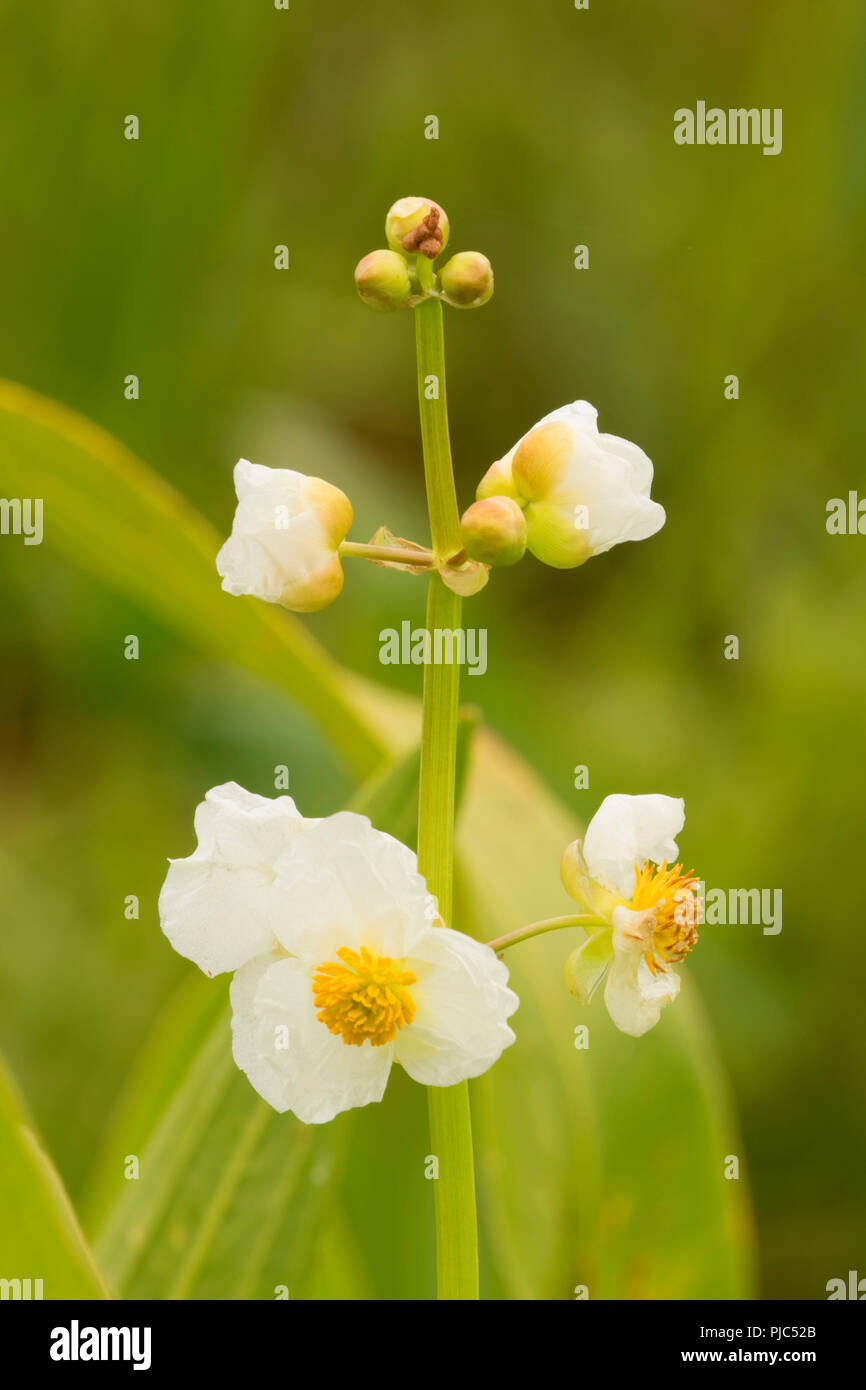 Wapato flower, Ankeny National Wildlife Refuge, Oregon Stock Photo - Alamy