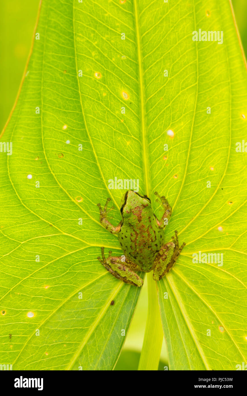 Pacific treefrog at Egret Marsh, Ankeny National Wildlife Refuge ...