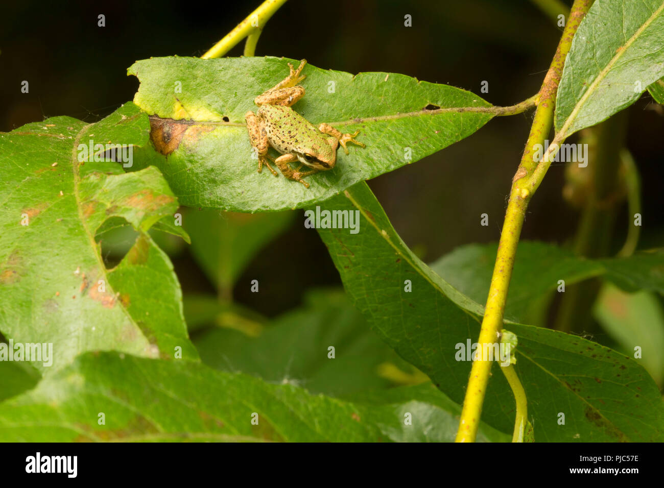 Pacific treefrog at Frog Marsh, Ankeny National Wildlife Refuge, Oregon ...