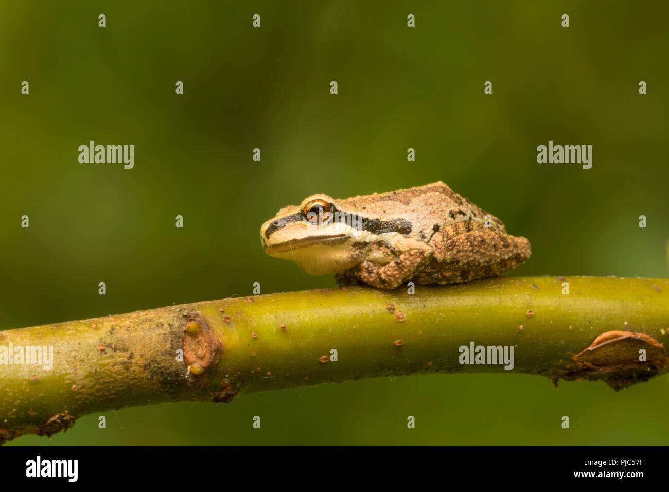 Pacific treefrog at Frog Marsh, Ankeny National Wildlife Refuge, Oregon ...