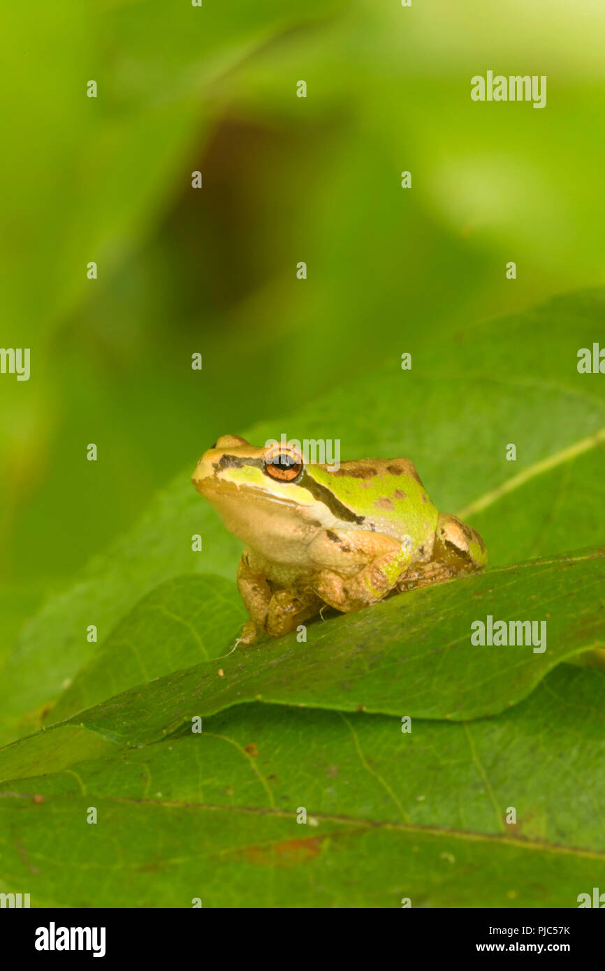 Pacific treefrog at Frog Marsh, Ankeny National Wildlife Refuge, Oregon ...