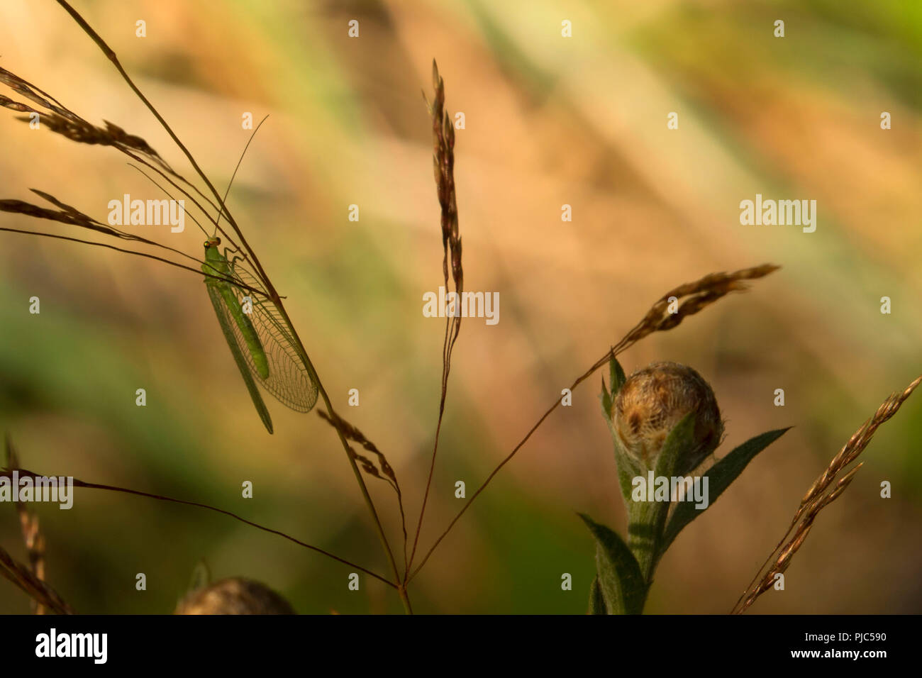 Lacewing, Keizer Rapids Park, Keizer, Oregon Stock Photo - Alamy