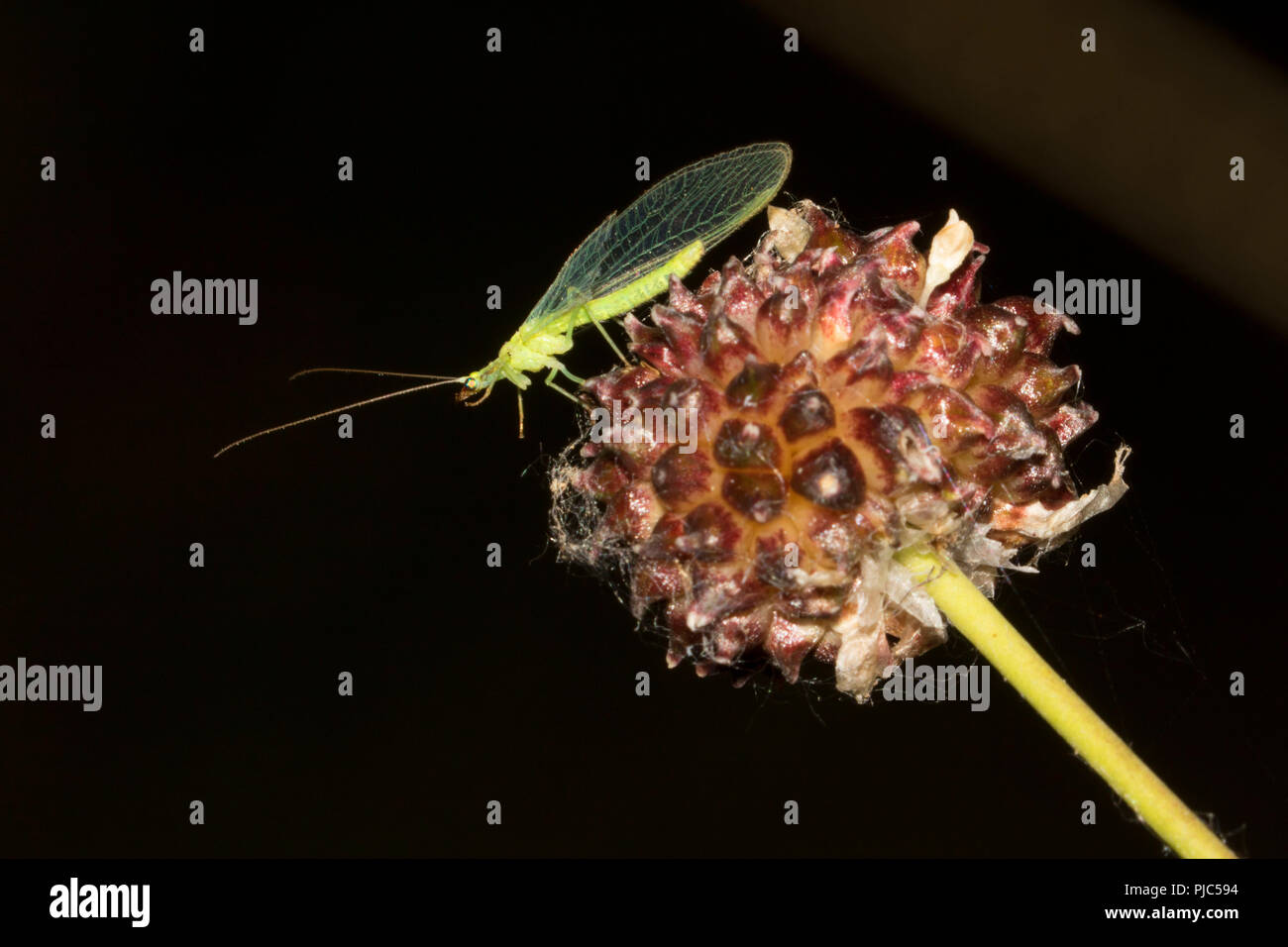 Lacewing, Keizer Rapids Park, Keizer, Oregon Stock Photo - Alamy