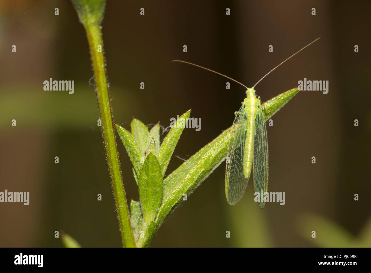 Keizer hi-res stock photography and images - Alamy