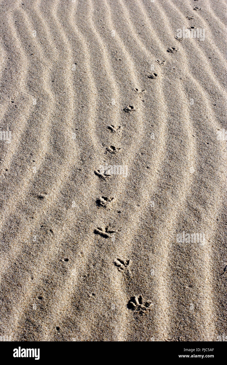 Animal footprints over ripples in the sand in a little dune in a beach ...