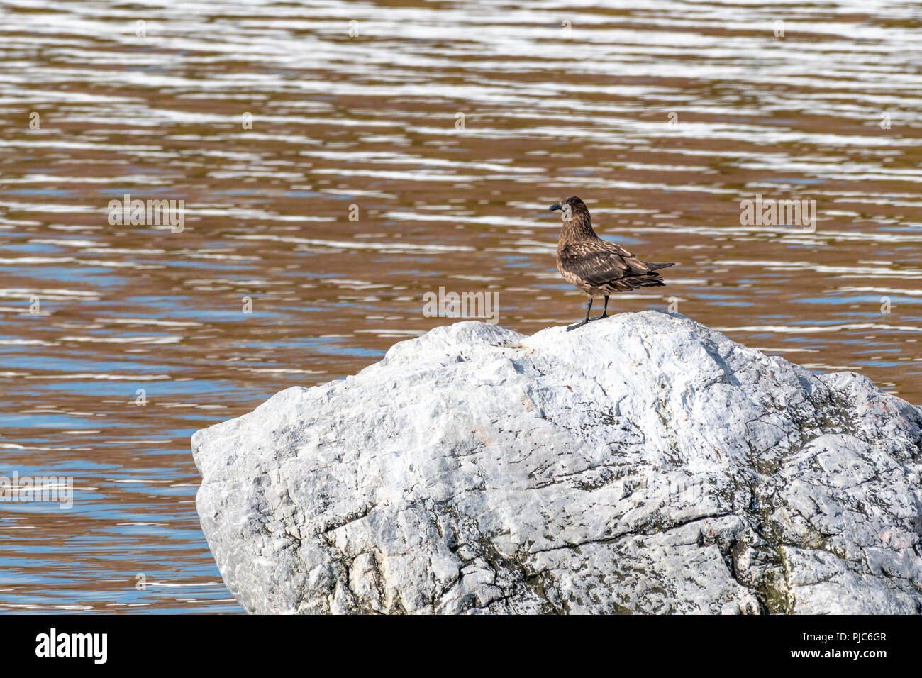 Great Skua (Stercorarius skua) in Svalbard, Norway Stock Photo - Alamy
