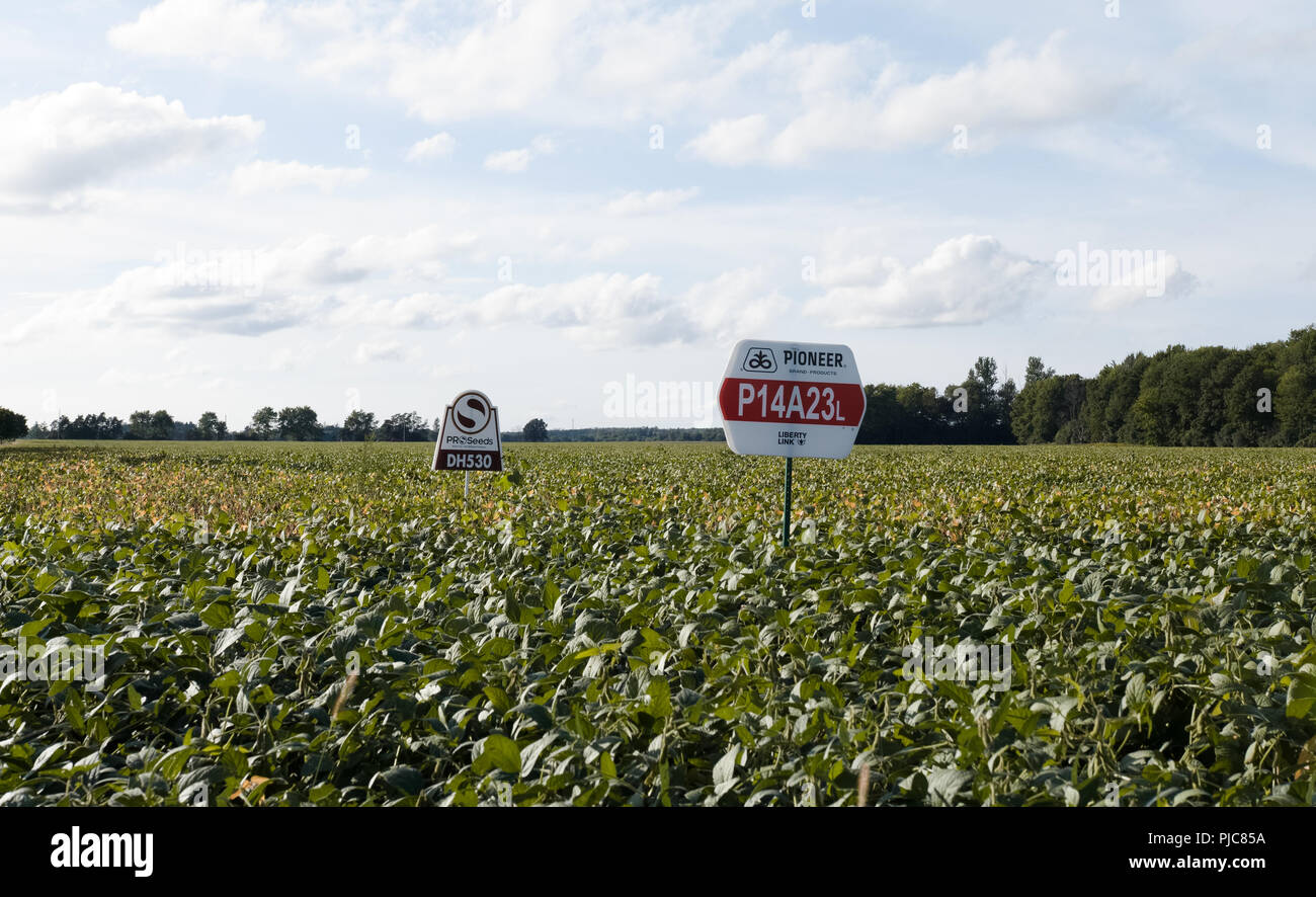 A soybean field with a "Pioneer" soybean brand sign, planted in the ...