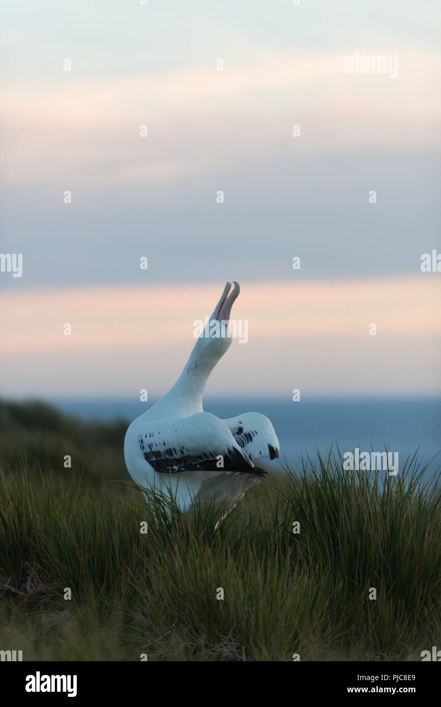 An adult male Wandering Albatross (diomedia exulans) sky-pointing ...