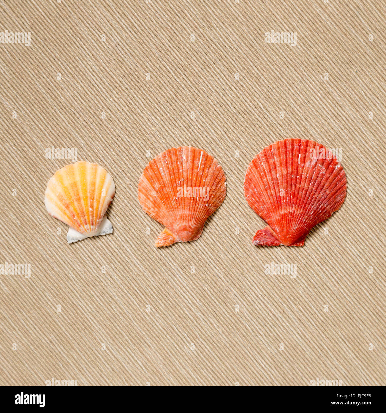 Red color seashell on beige fabric background Stock Photo - Alamy
