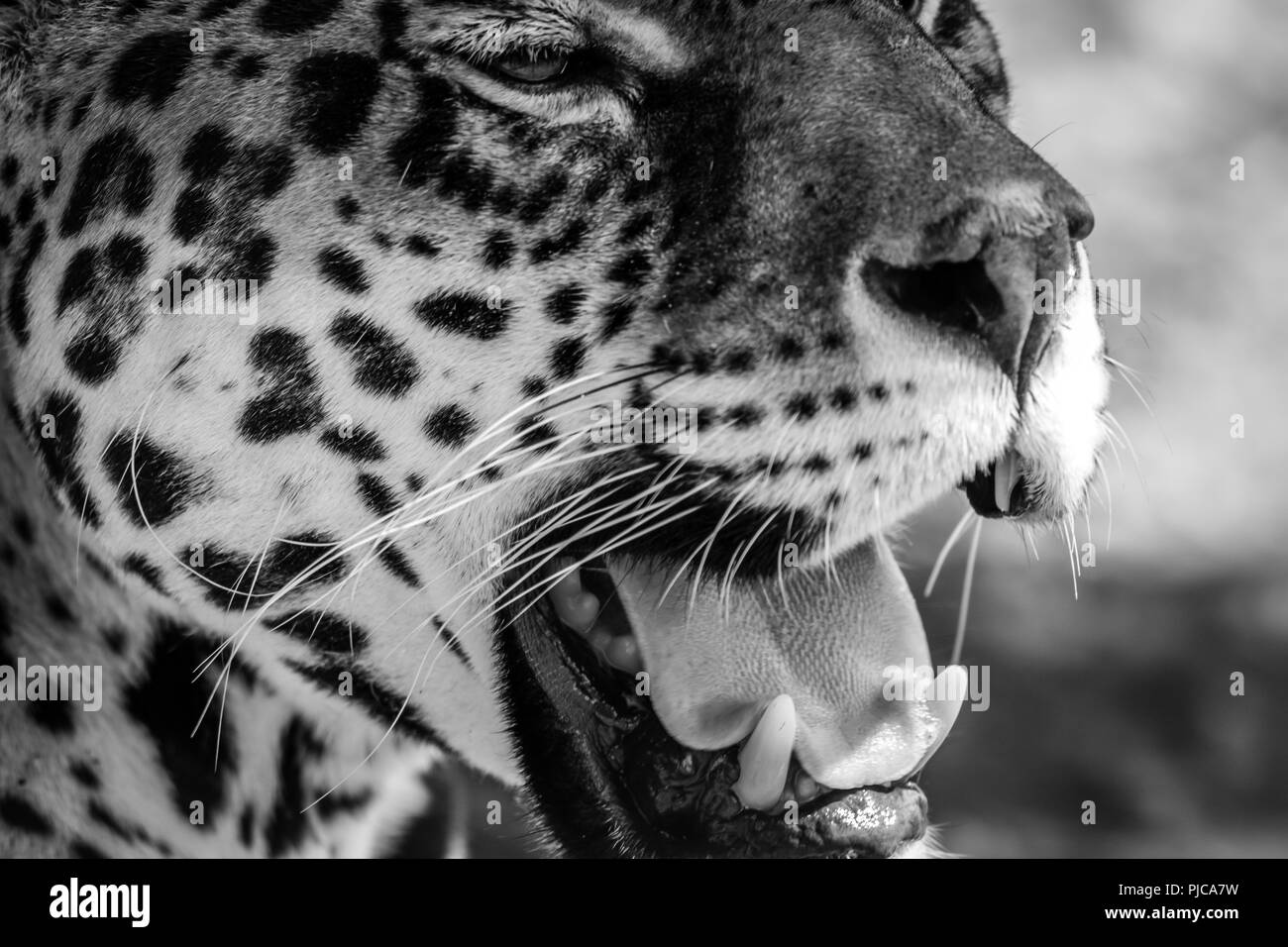 Coloration unique Black and White Stock Photos & Images - Alamy