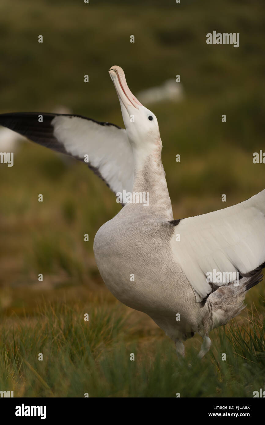 A young Wandering Albatross (Diomedia exulans) sky-calling (displaying ...