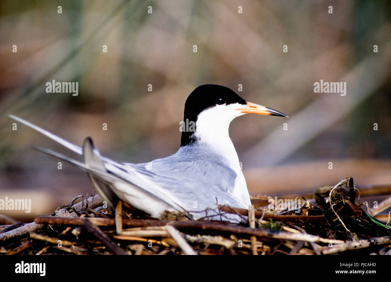 Forster's tern (Sterna forsteri) on nest in eastern Idaho Stock Photo ...