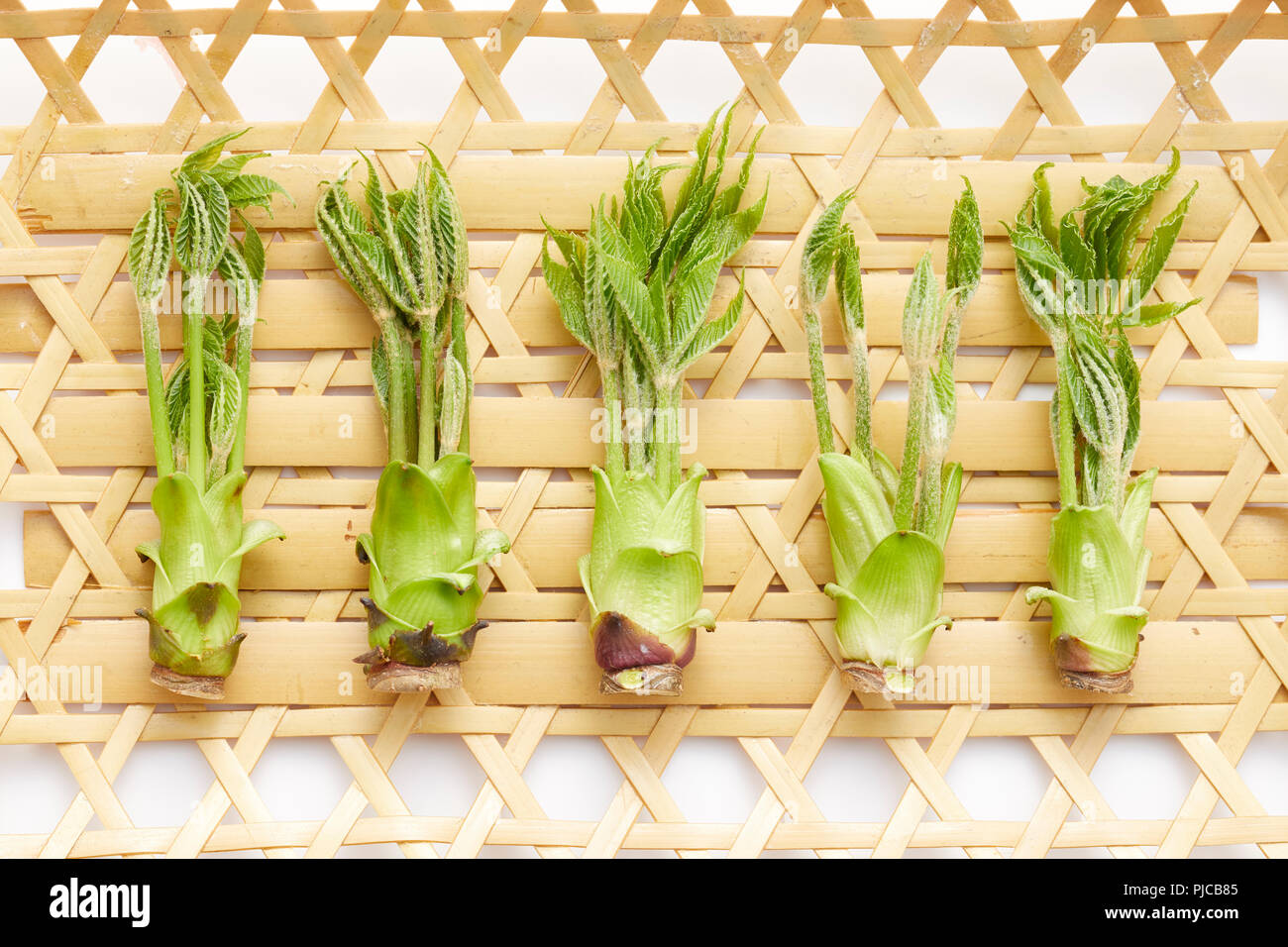 Edible wild plants Stock Photo - Alamy