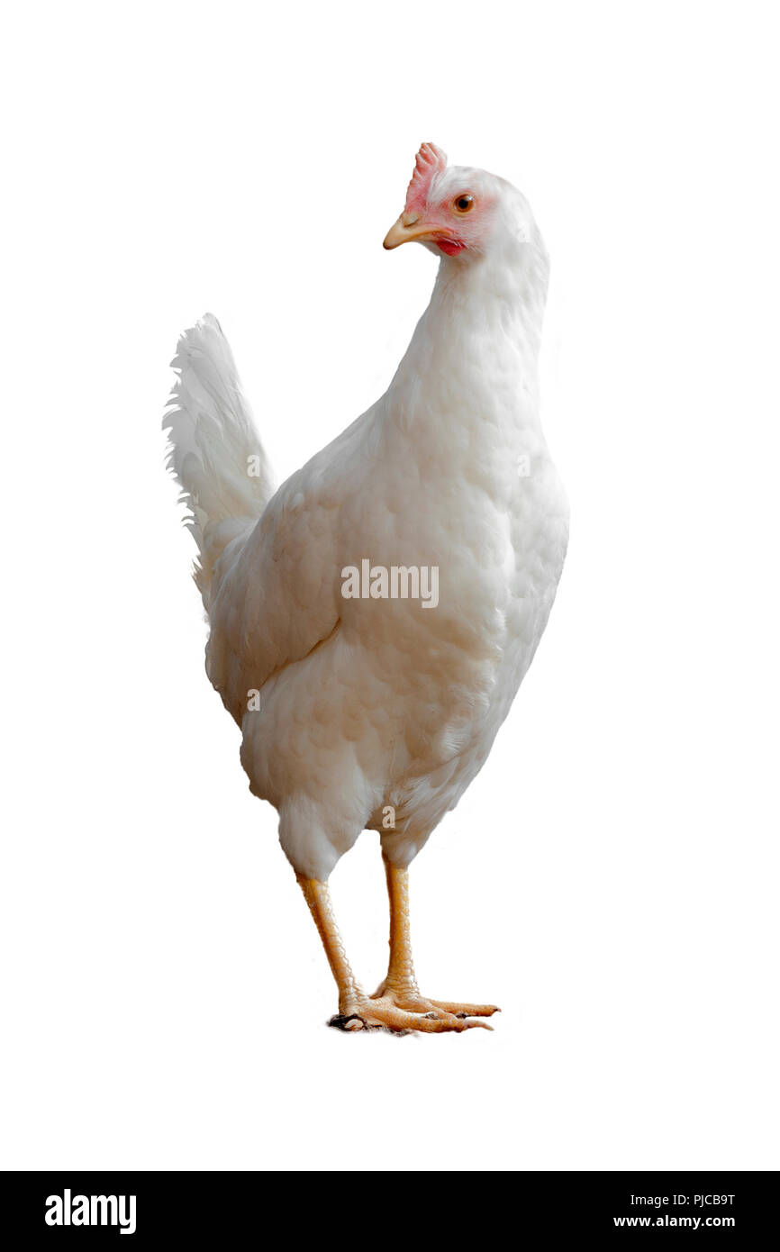 White hen isolated on white background Stock Photo - Alamy