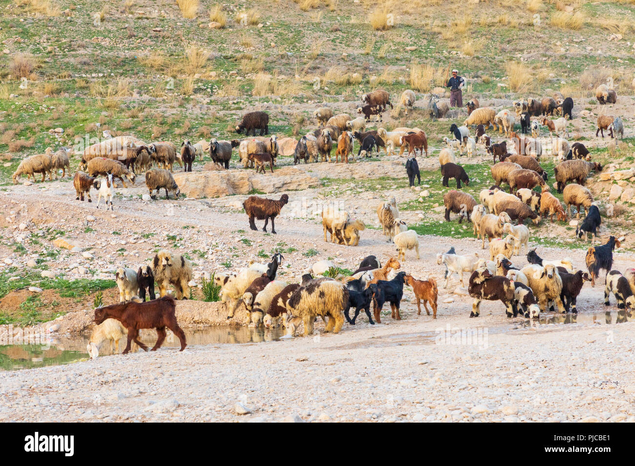 Goat iran middle east hi-res stock photography and images - Alamy