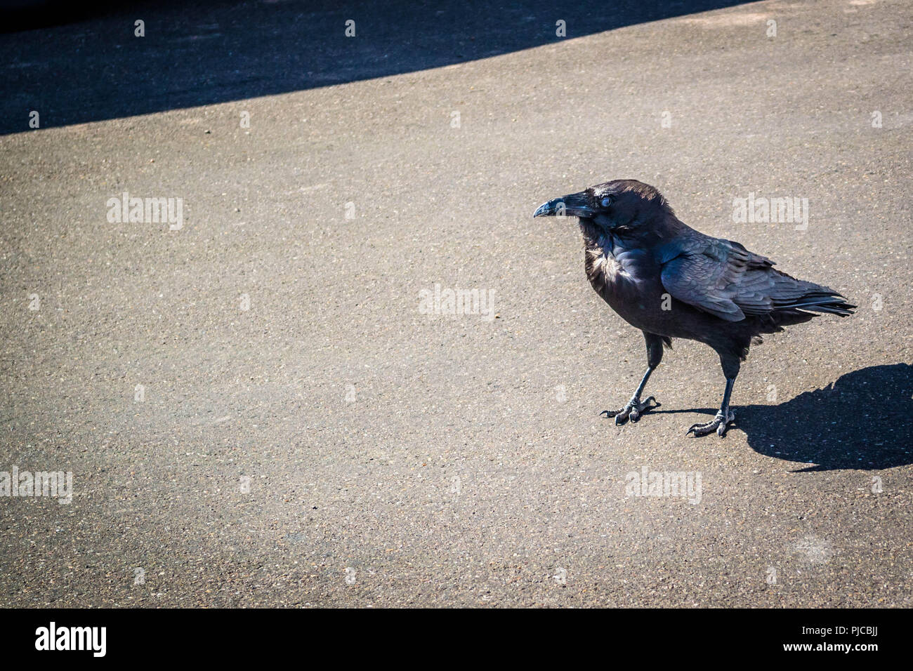 An American Crow in Petrified Forest National Park, Arizona Stock Photo ...
