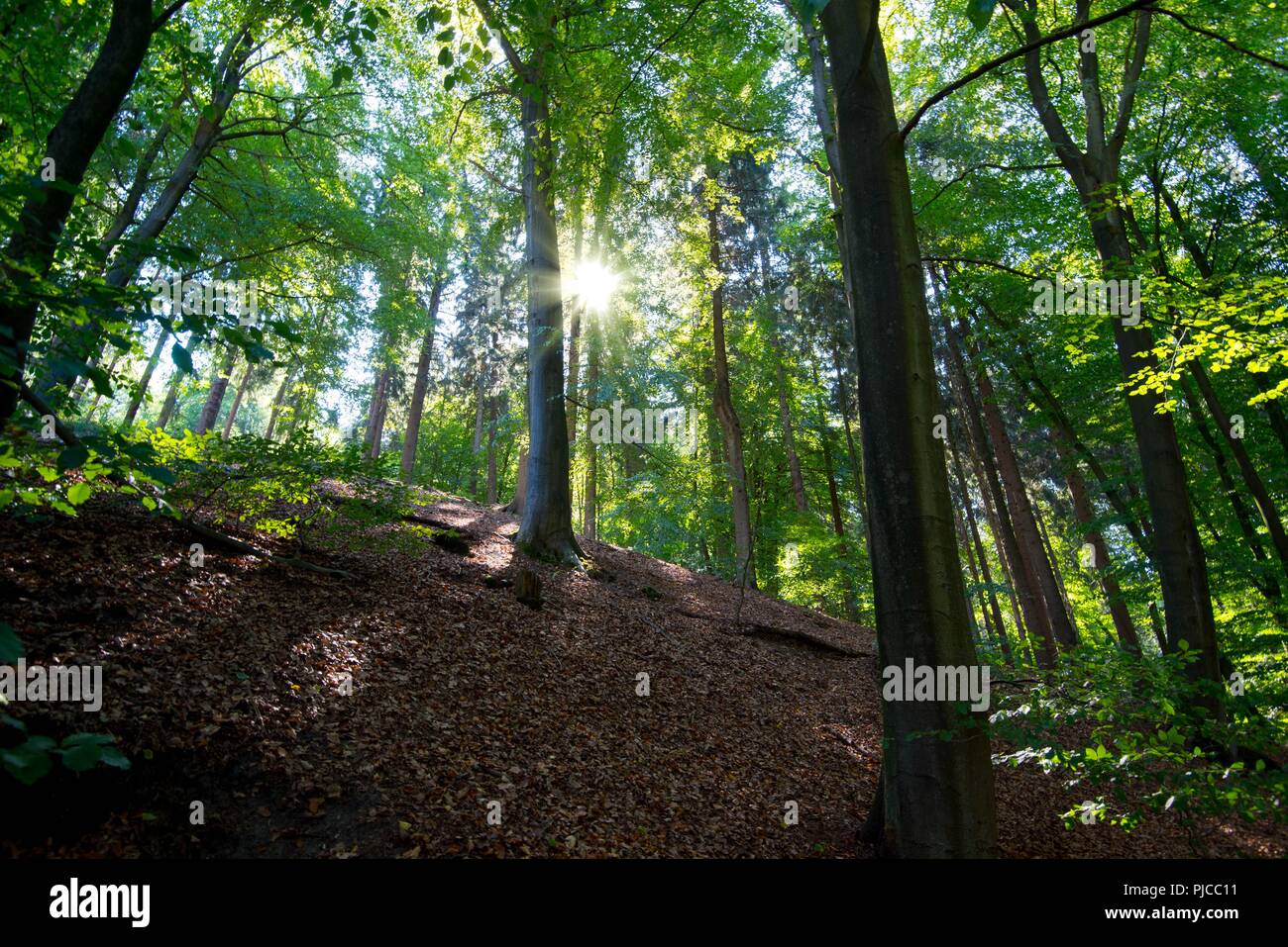 Beautiful Teutoburger Wald (forest) near Bielefeld in Westphalia Stock ...
