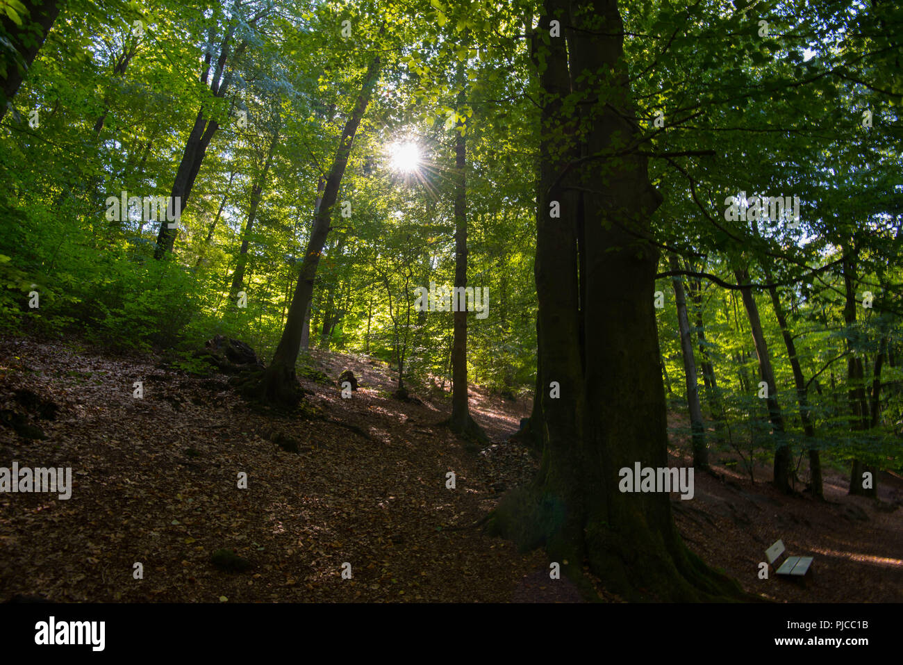 Beautiful Teutoburger Wald (forest) near Bielefeld in Westphalia Stock ...
