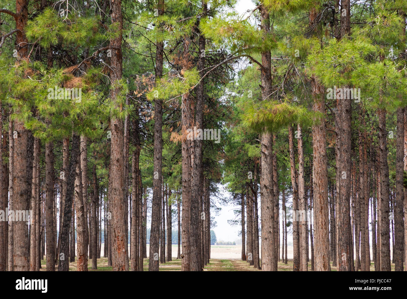 Islamic Republic of Iran.Forest near Firoozi Stock Photo - Alamy