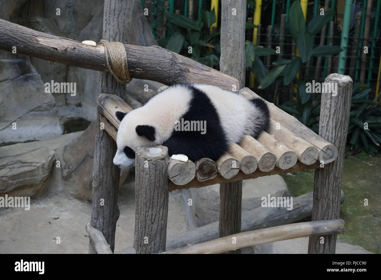 giant panda sleeping Stock Photo - Alamy
