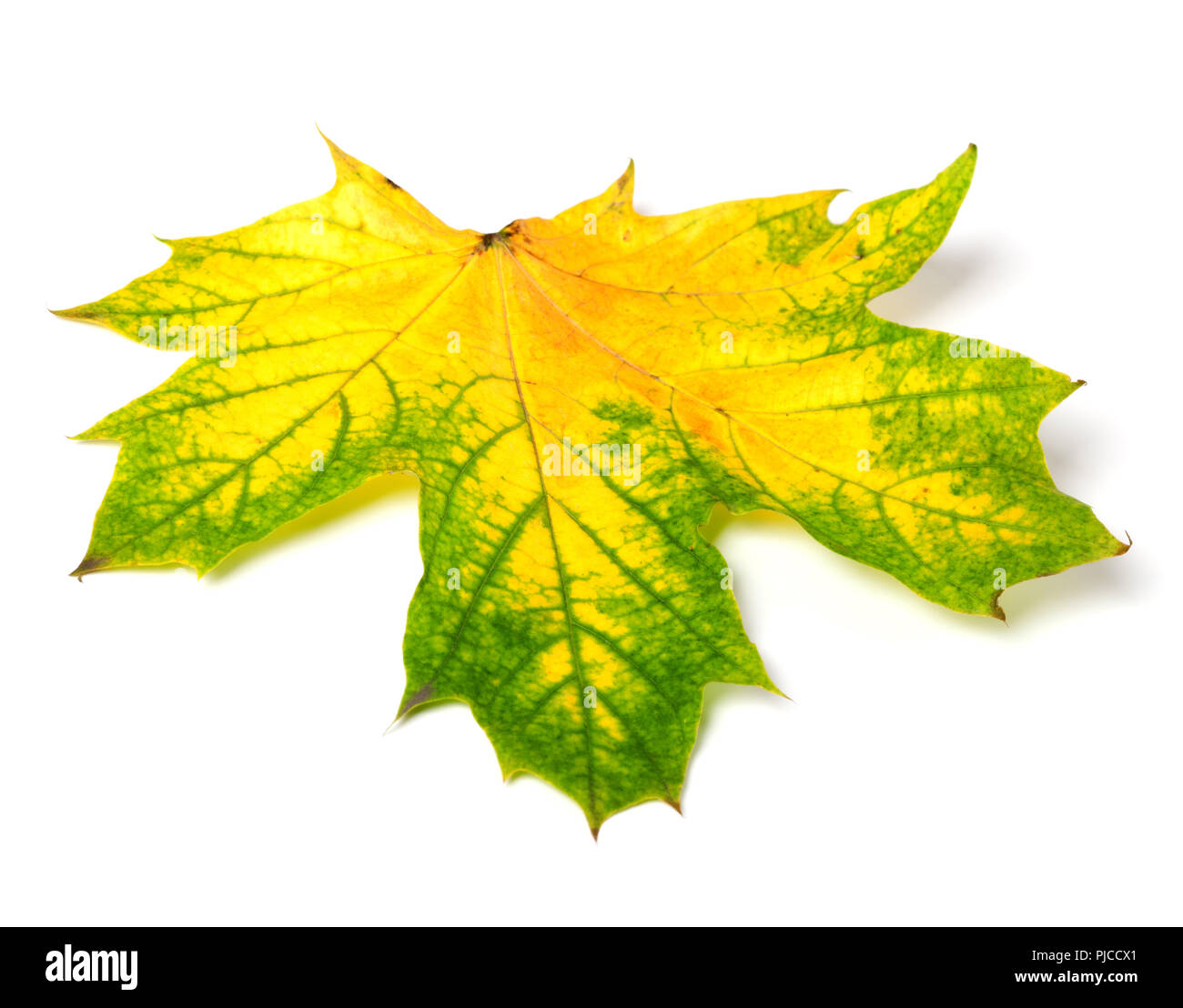 Yellowed multicolor autumn maple-leaf. Isolated on white background ...