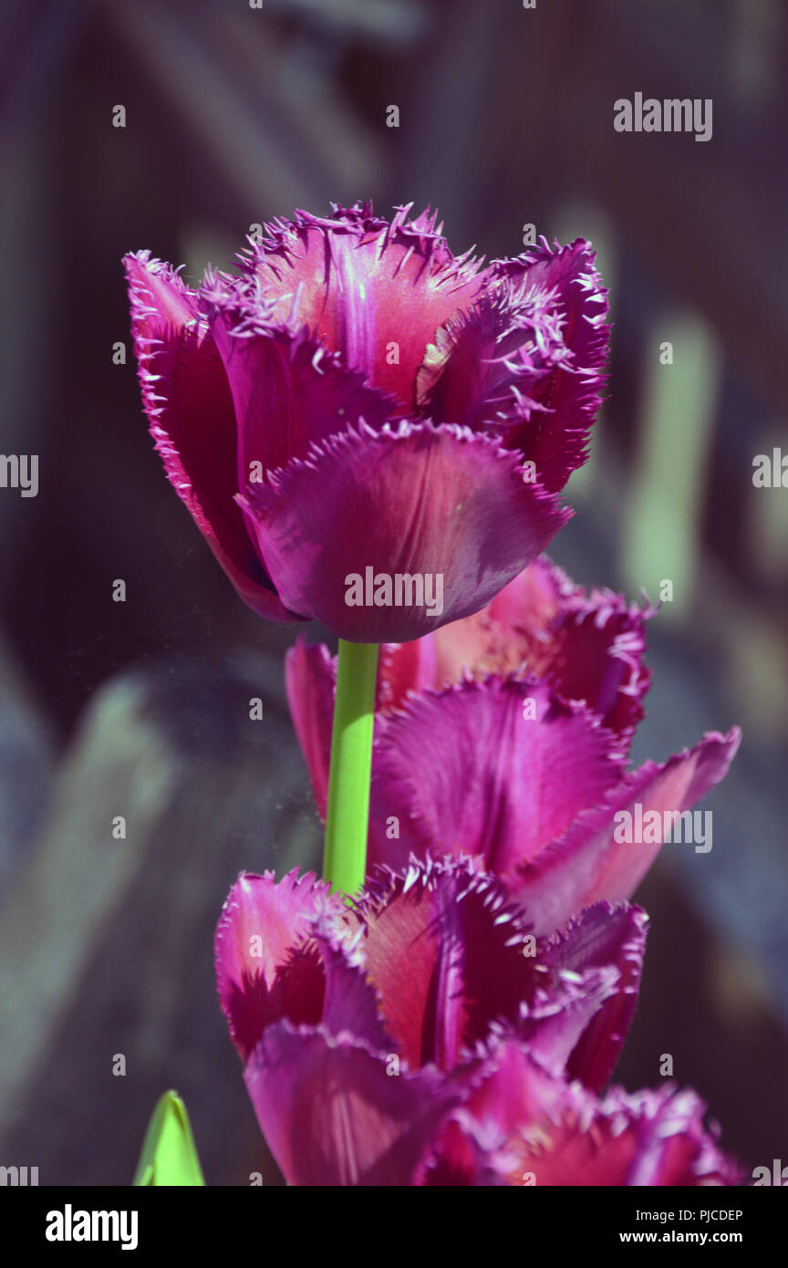 Tulip 'Curly Sue' a Deep Purple Flower with a Fringe on Display at RHS ...