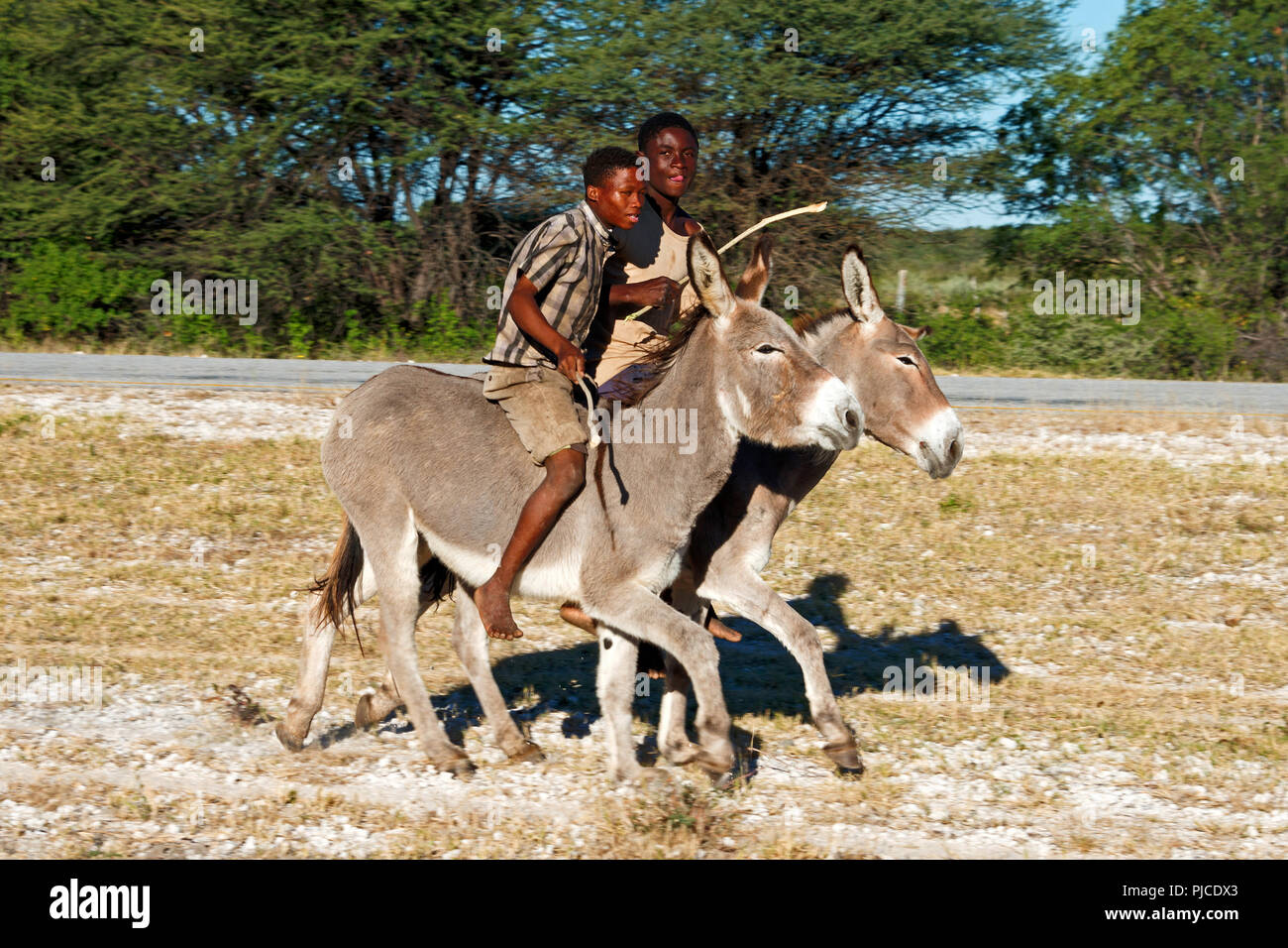 Two boys on donkeys, Rundu, Namibia, Zwei Jungen auf Eseln Stock Photo ...