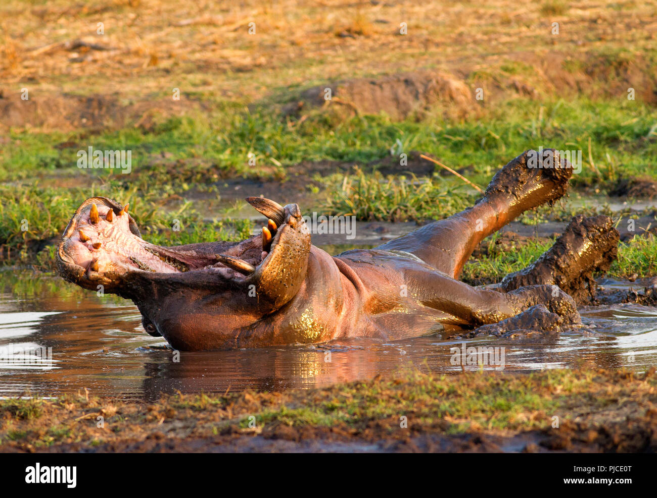 Bulky hippopotamus hi-res stock photography and images - Alamy
