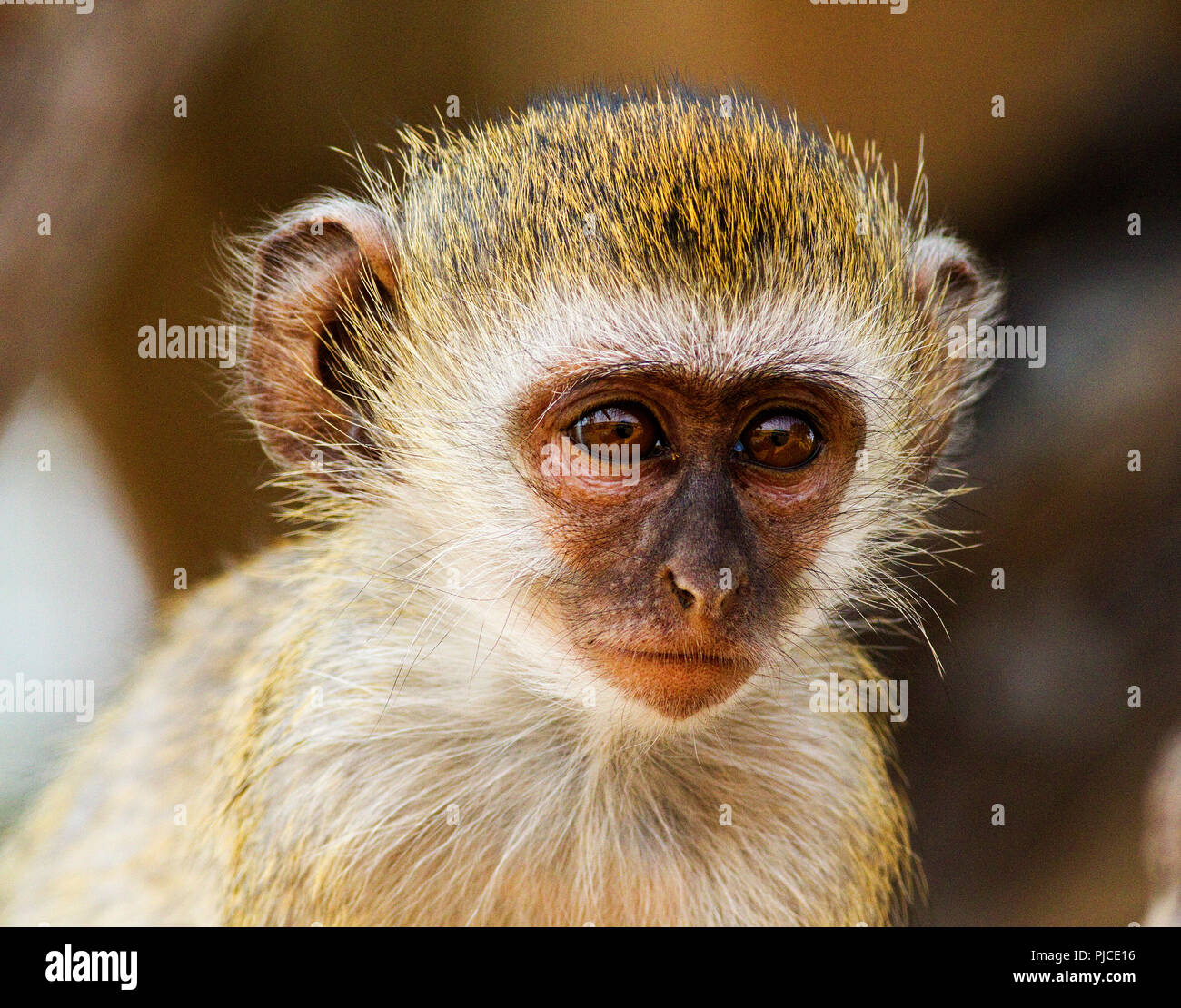 Forage limear dominance hi-res stock photography and images - Alamy