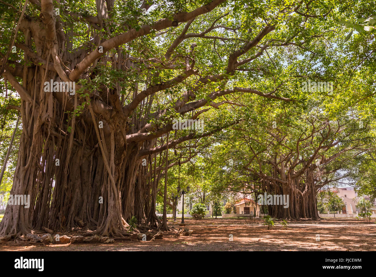 Huge old fig tree hi-res stock photography and images - Alamy