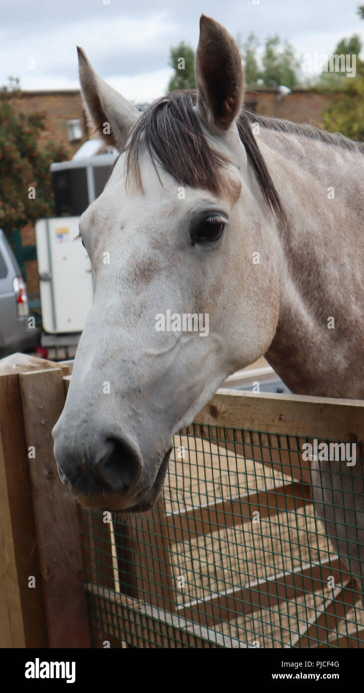 Pony Farm Animal in Mudchute Farm and Park Stables Stock Photo - Alamy