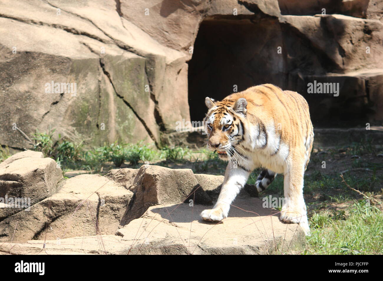 Bengal Tiger on the prowl Stock Photo - Alamy