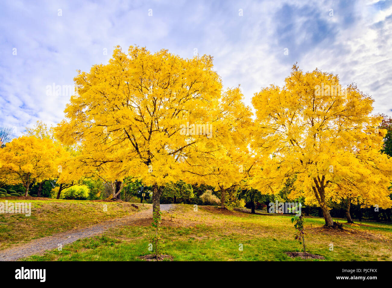 Colourful autumn in Mount Lofty, Adelaide Hills, South Australia Stock ...