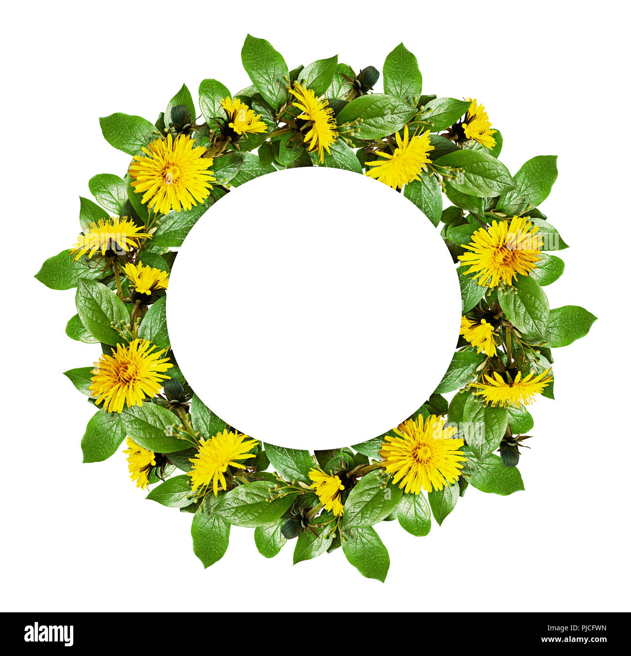 Spring round frame with green leaves and dandelion flowers isolated on ...