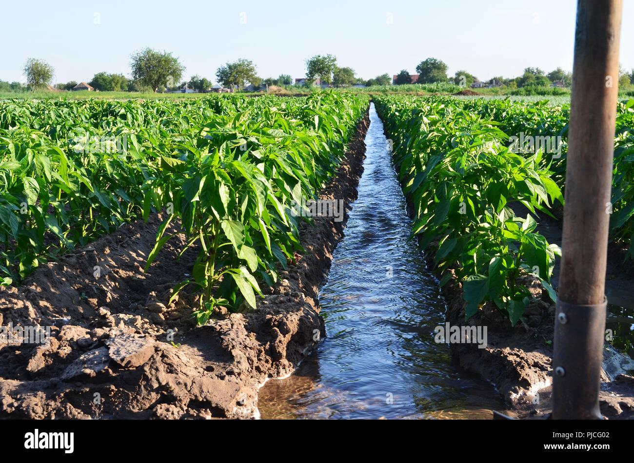 watering of agricultural crops, countryside, natural watering, village ...