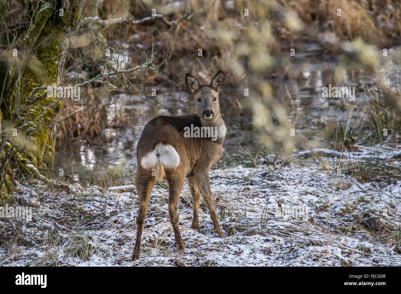 Scotland roe deer doe highlands hi-res stock photography and images - Alamy