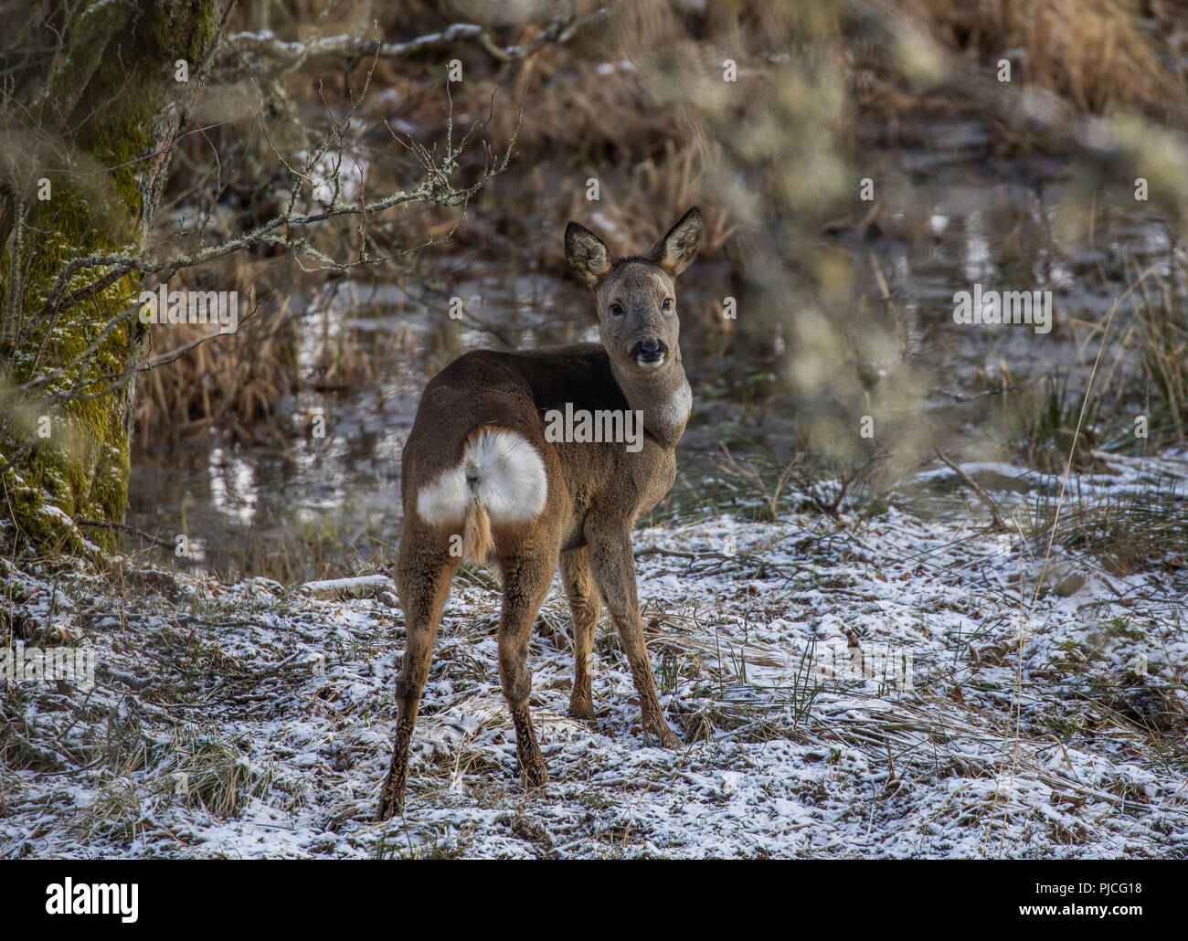 Scotland roe deer doe highlands hi-res stock photography and images - Alamy