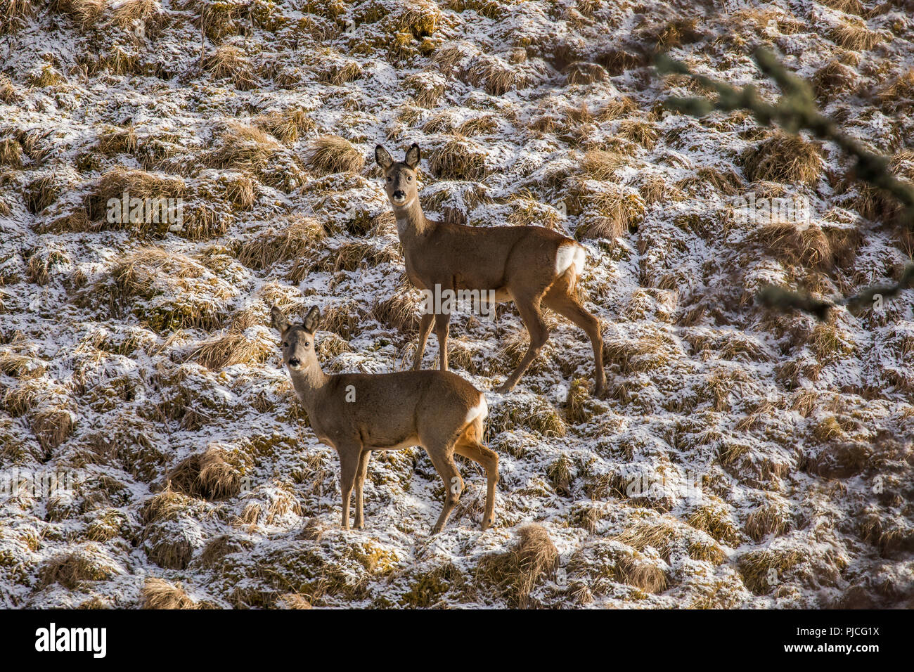 Scotland roe deer doe highlands hi-res stock photography and images - Alamy