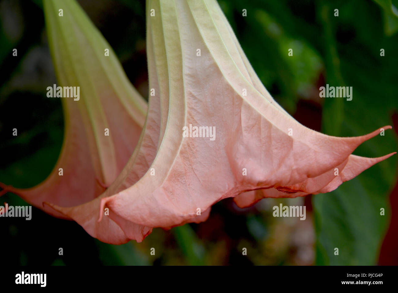 Pink angel trumpet tree hi-res stock photography and images - Alamy